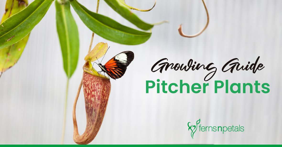 Beginner's Guide to Growing Pitcher Plants - FNP