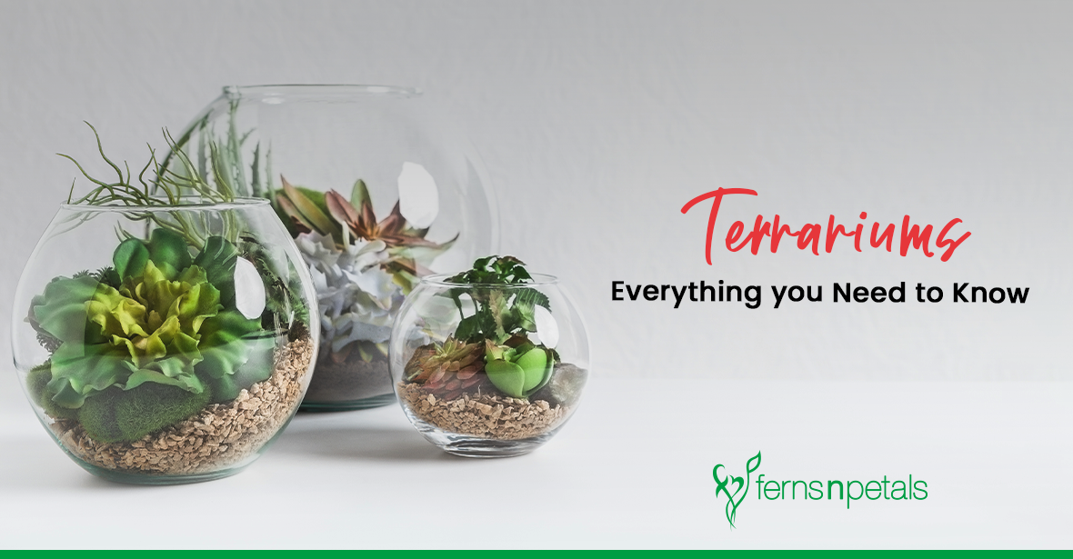 Terrariums: Everything you Need to Know - FNP