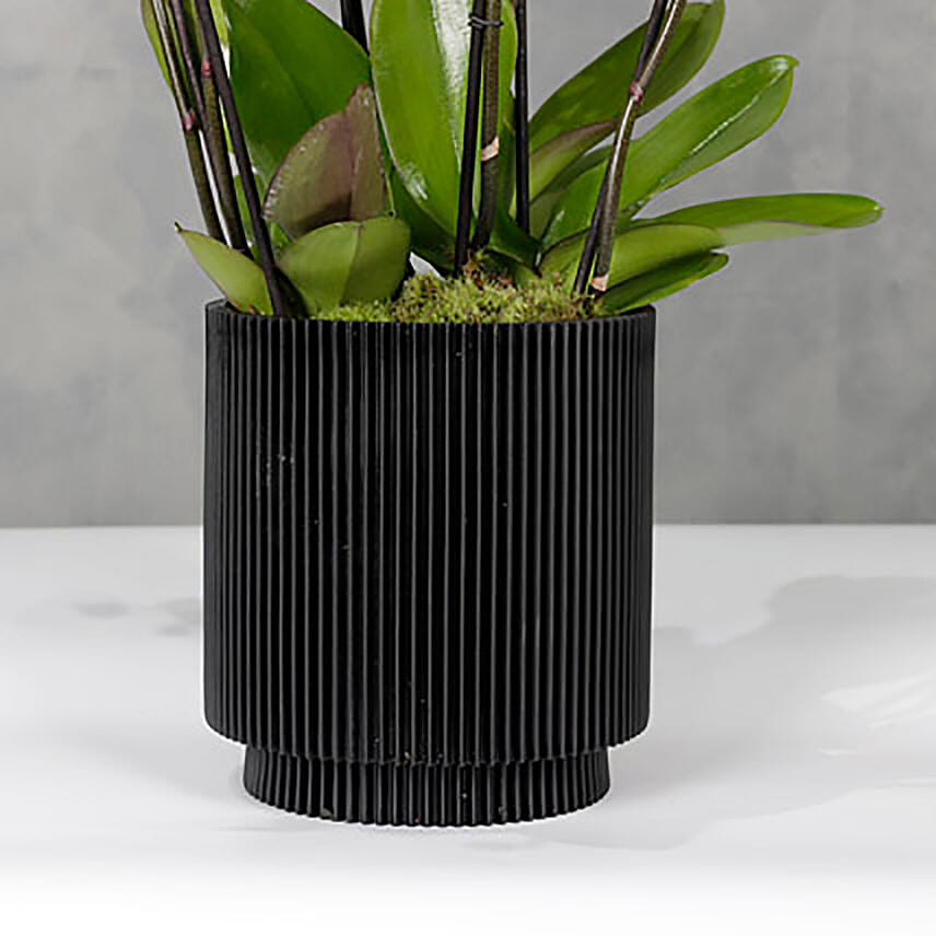 Purple Groove Cylinder Delivery in Singapore - FNP SG