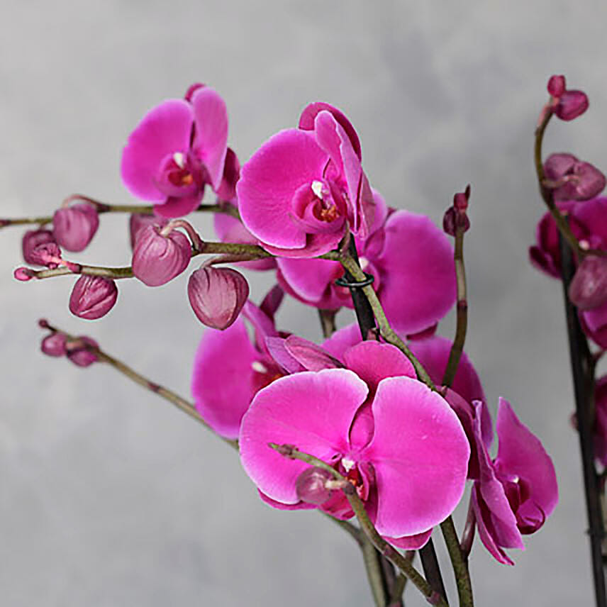 Purple Groove Cylinder Delivery in Singapore - FNP SG