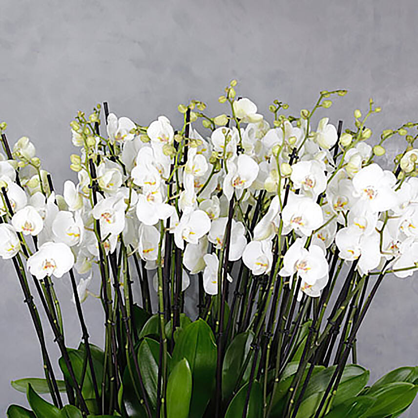 White Orchids Plant Vase Delivery in Singapore - FNP SG