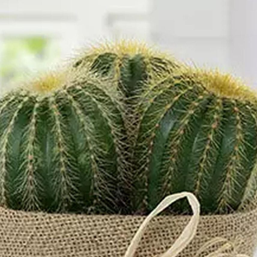 Echinocactus Grusonii Jute Wrapped Pot Delivery in Singapore - FNP SG