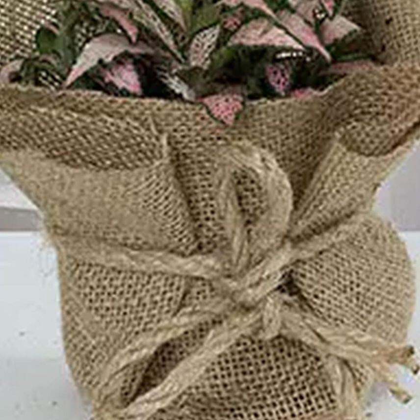 Fittonia Plant with Jute Wrapped Pot Delivery in Singapore - FNP SG