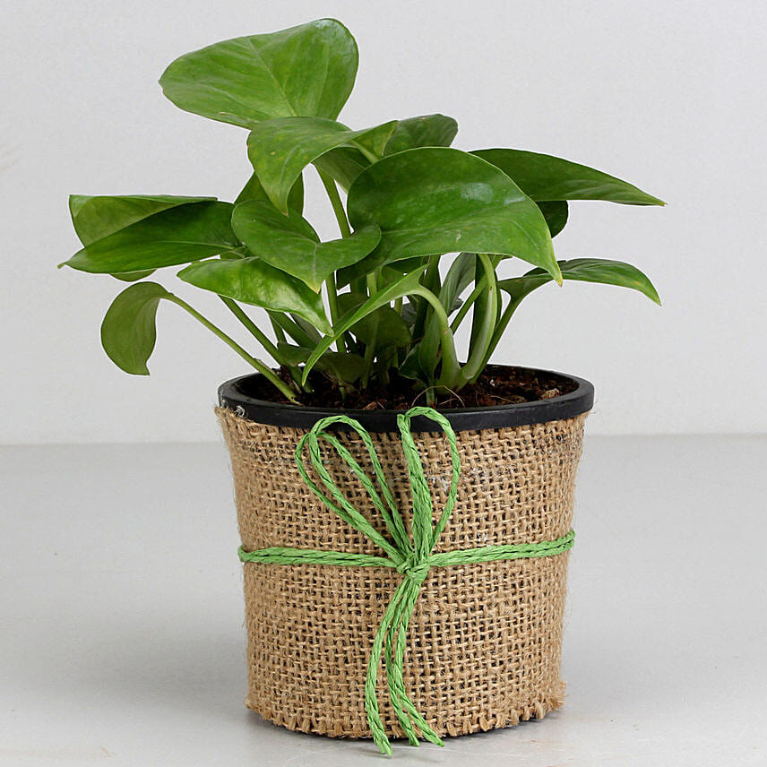 Money Plantwith beauty in Black Plastic Pot Delivery in Singapore - FNP SG