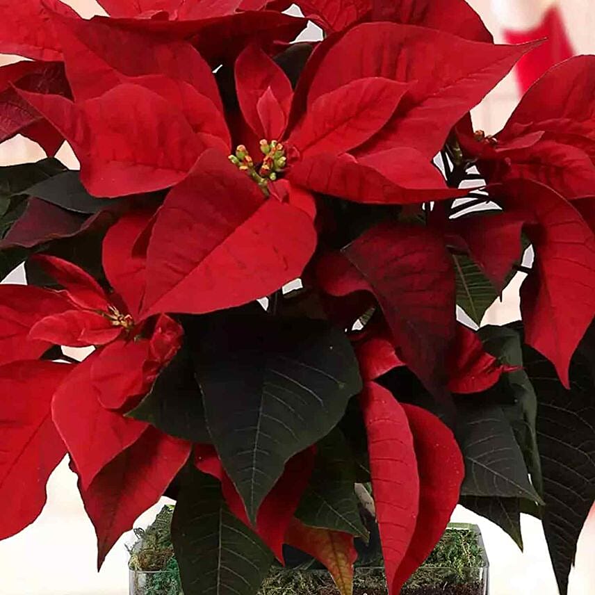 Poinsettia Plant Delivery in Singapore - FNP SG