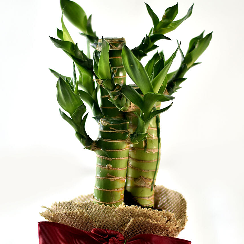 Bamboo Plant Elegant Gift Delivery in Singapore - FNP SG
