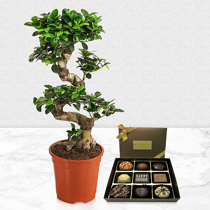 Enchanting Bonsai Plant with Happy Birthday Chocolate Delivery in ...