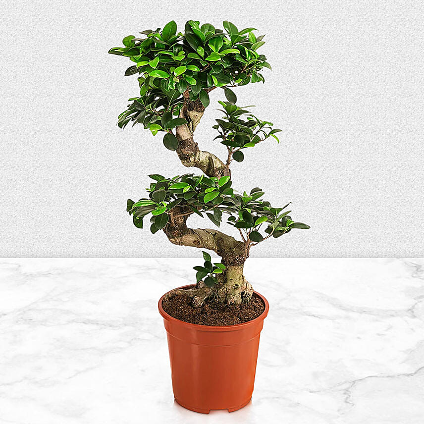 Raspberry Lychee Cake with Enchanting Bonsai Plant Delivery in ...