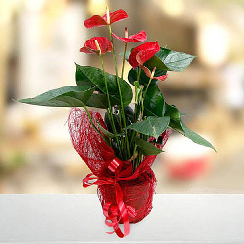 Fresh Flourish Anthurium Plant Delivery in Singapore - FNP SG