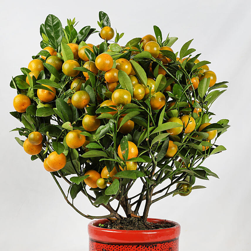 Online Orange Tree Pot Gift Delivery in SGP - FNP