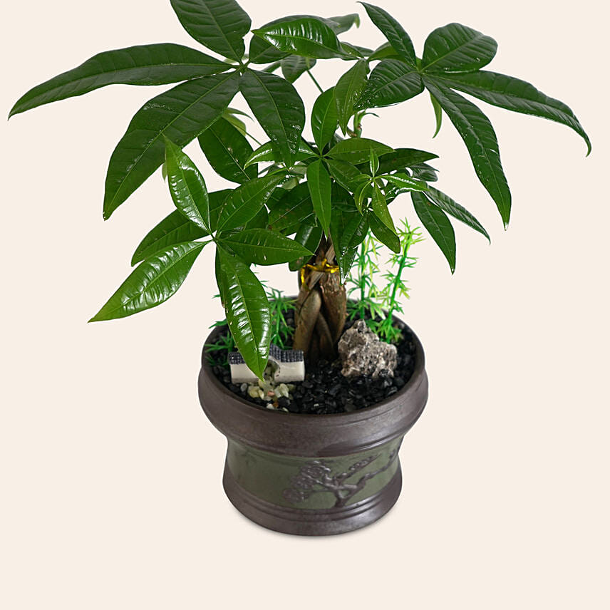 Pachira Plant Delivery in Singapore - FNP SG