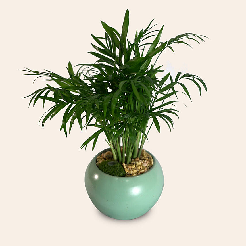 Areca Palm In Round Pot Delivery in Singapore - FNP SG