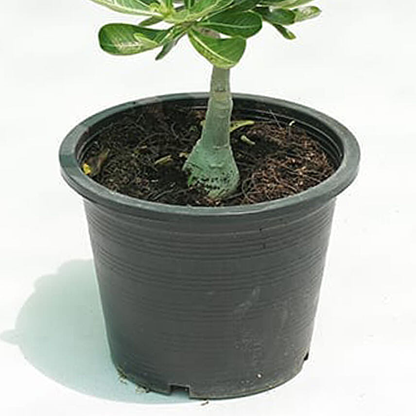 Desert Rose Plant Pot Delivery in Singapore - FNP SG