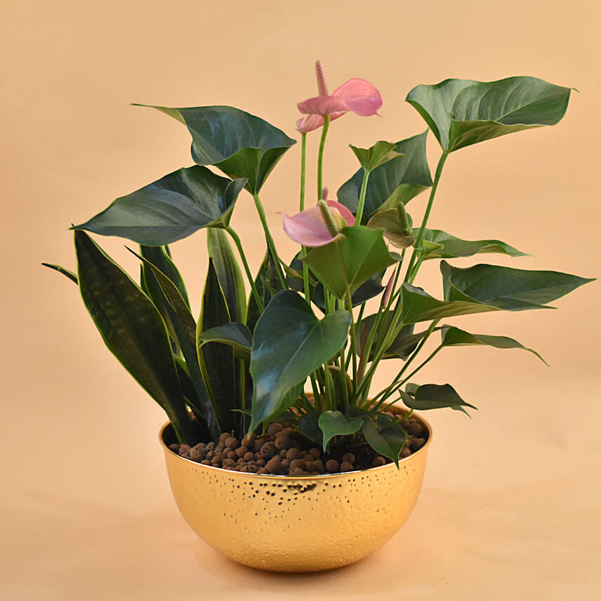 Anthurium & Sansevieria Plant Golden Pot Delivery in Singapore - FNP SG