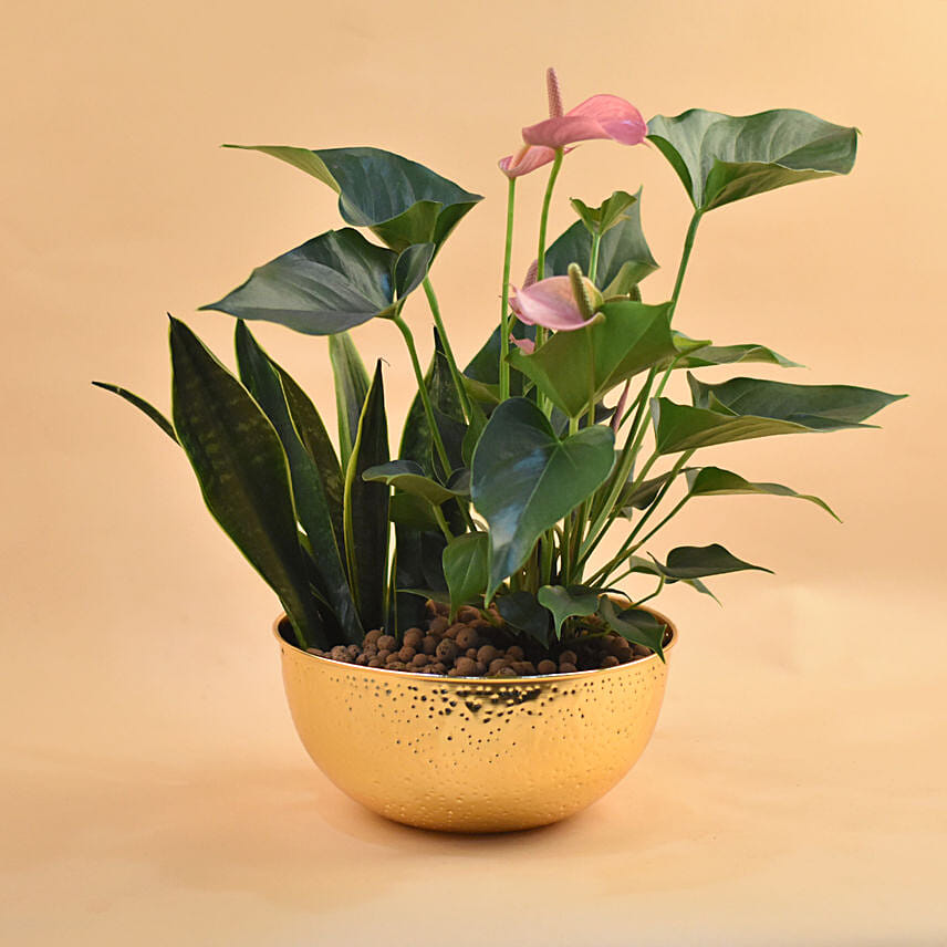 Anthurium & Sansevieria Plant Golden Pot Delivery in Singapore - FNP SG