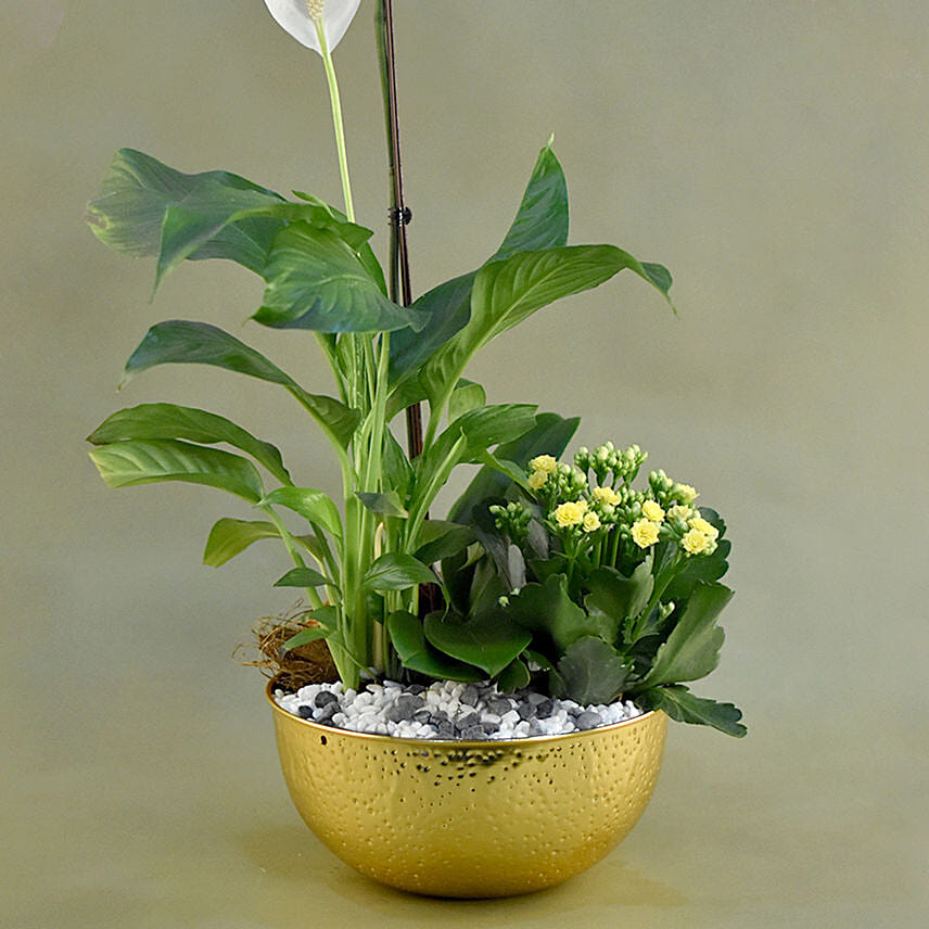 Flowering Plants In Golden Pot Delivery in Singapore - FNP SG