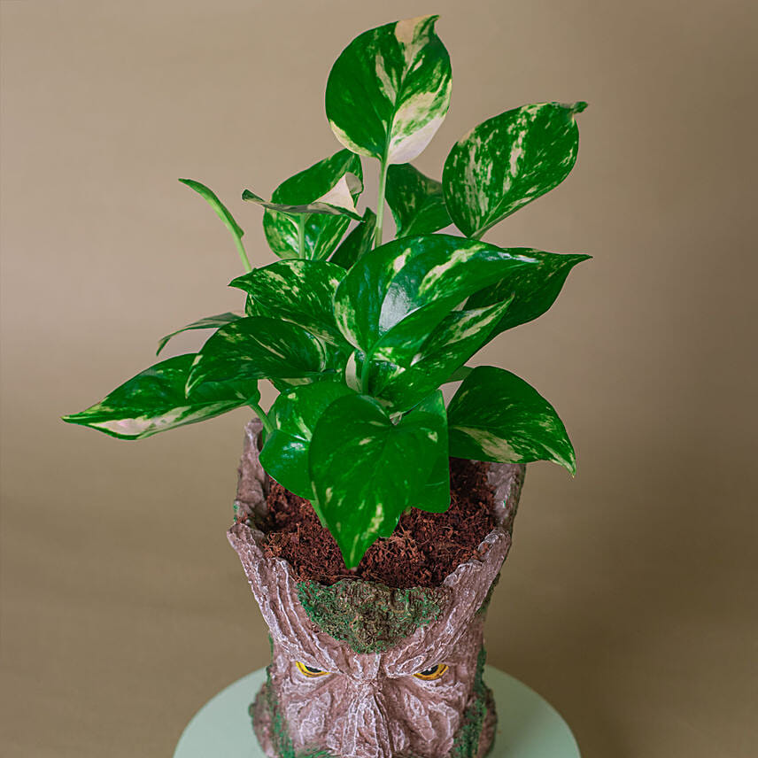 Money Plant Tree Man Pot Delivery in Singapore - FNP SG
