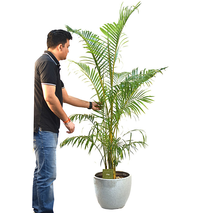 Lovely Yellow Palm Delivery in Singapore - FNP SG