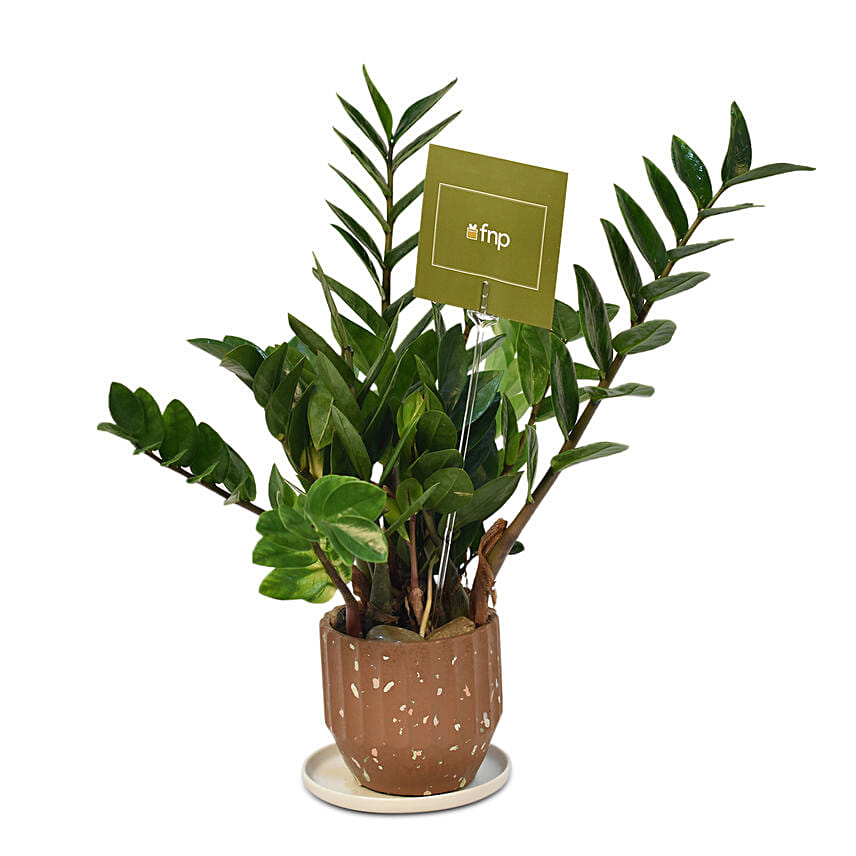 Zamia Plant in Baige Coloured Pot Delivery in Singapore - FNP SG