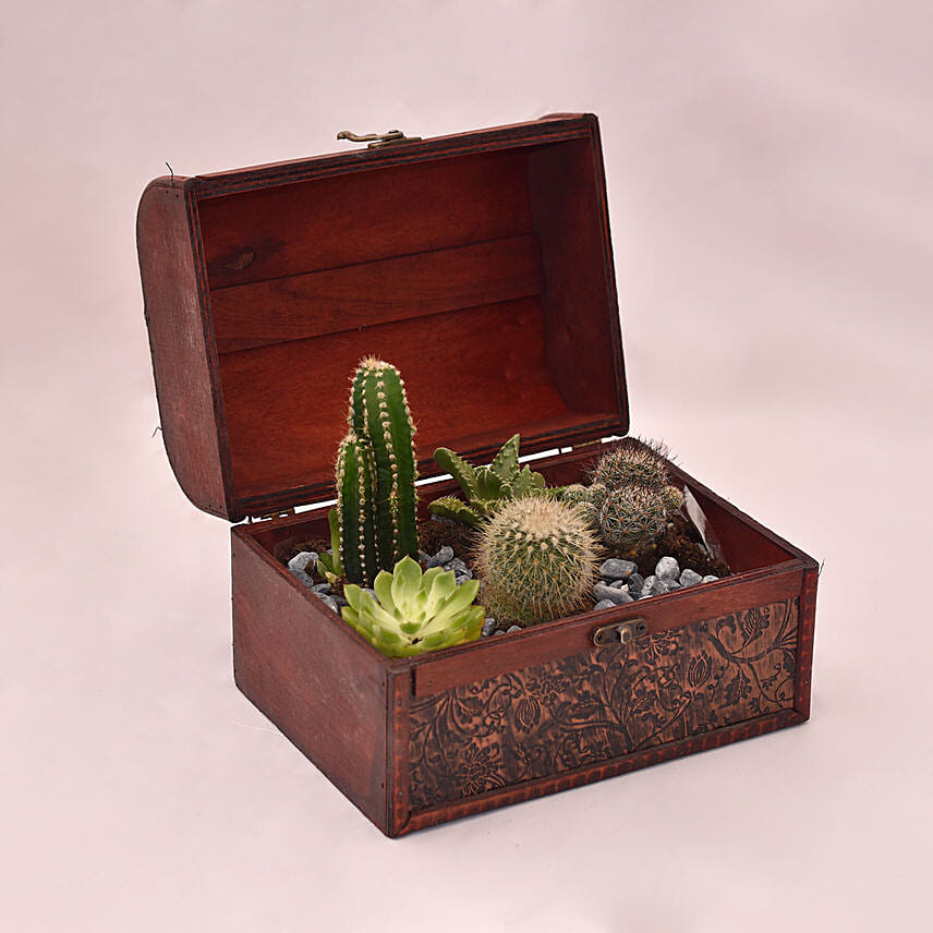 Cactus and Succulant Plant's in Tressure Box Delivery in Singapore - FNP SG