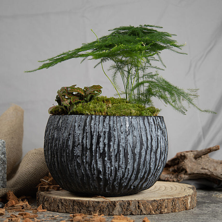 Red Fittonia and Asparagus Fern Plants Delivery in Singapore - FNP SG