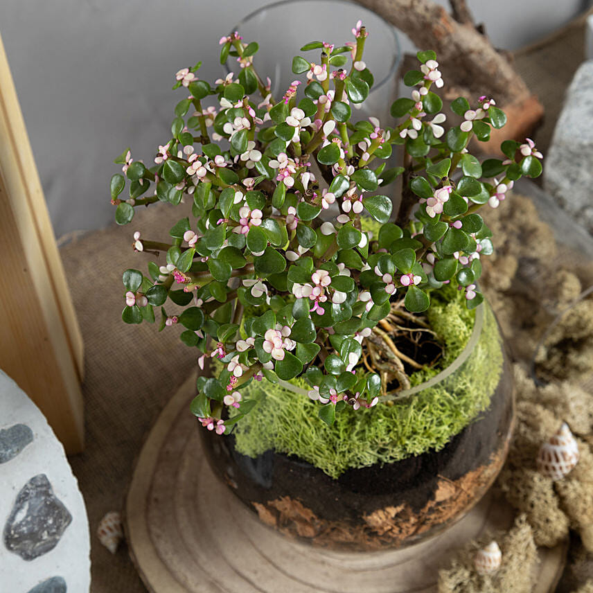 Afra Jade Flowering Bonsai Plant Delivery in Singapore - FNP SG