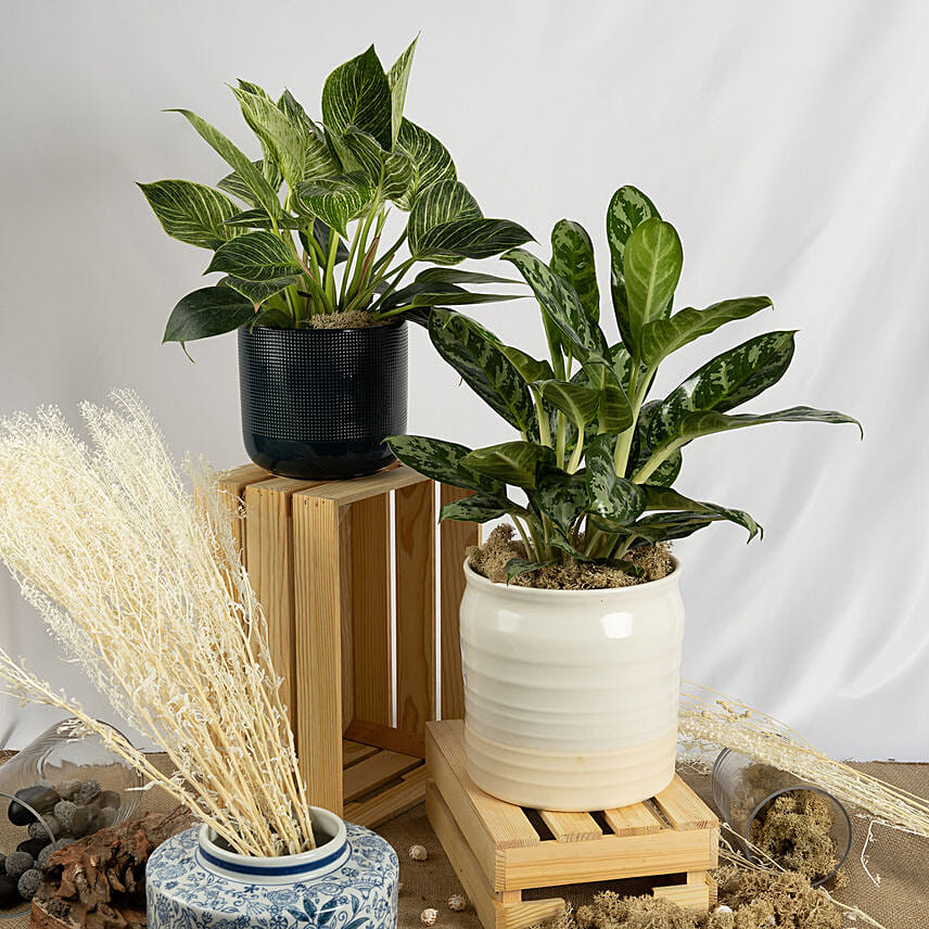 Aglaonema Maria Plant Delivery in Singapore - FNP SG