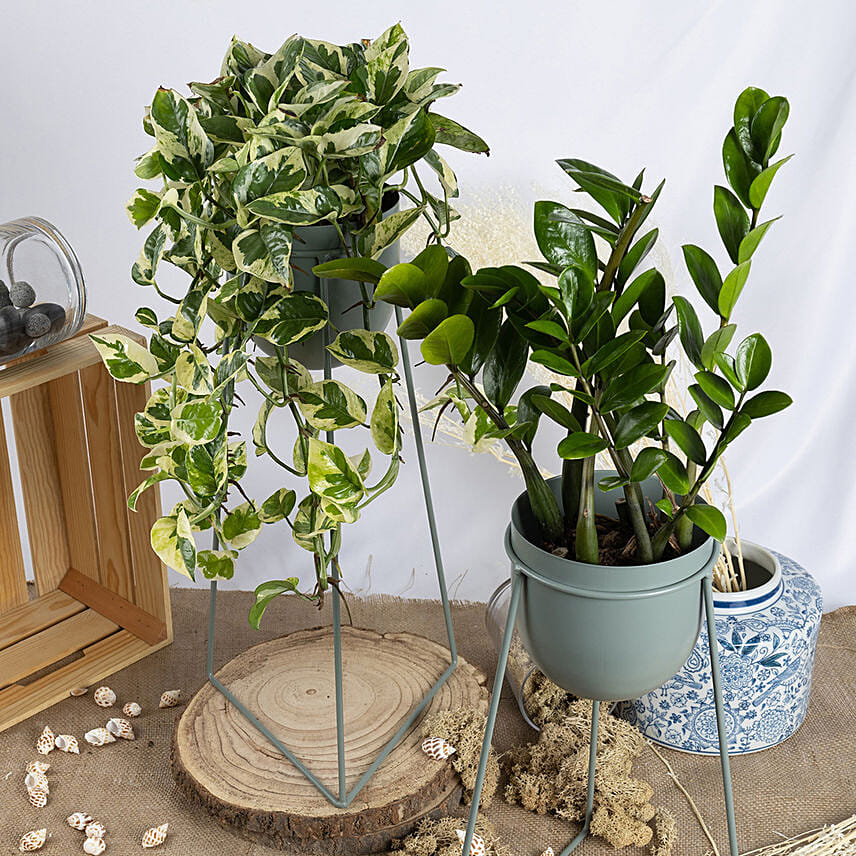 Joy Pothos and ZZ Plant Stand Delivery in Singapore - FNP SG