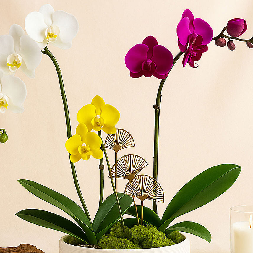Multicolor Orchid Plants in Premium Pot Delivery in Singapore - FNP SG