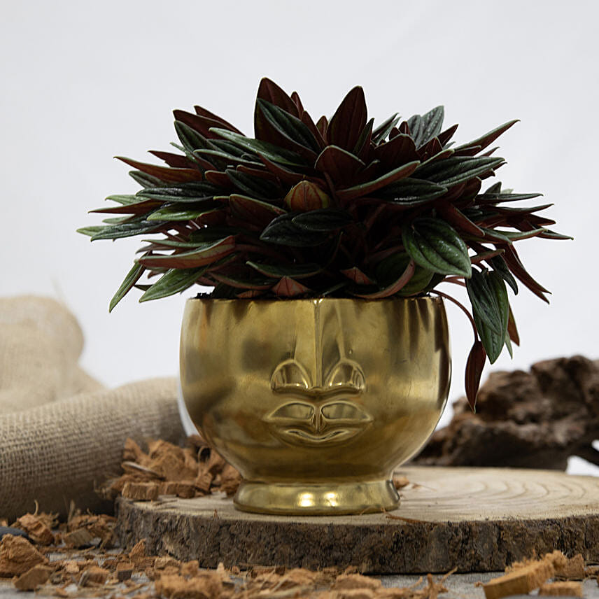 Natures Beauty Peperomia Caperata Plant Delivery in Singapore - FNP SG