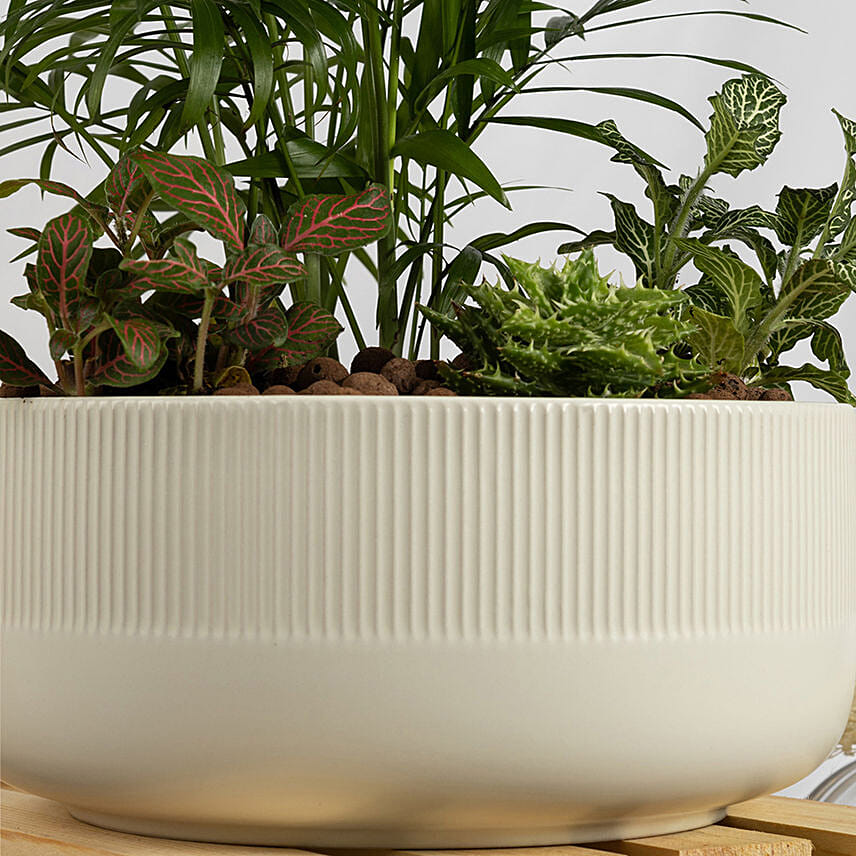 Parlor Palm Dish Garden Delivery in Singapore - FNP SG