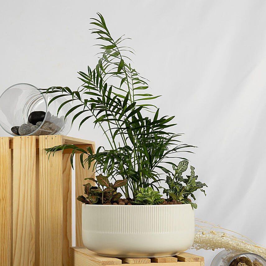 Parlor Palm Dish Garden Delivery in Singapore - FNP SG