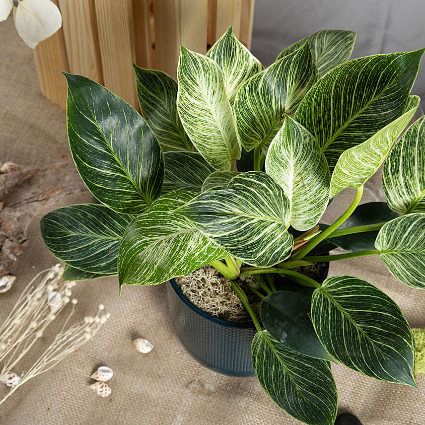 Philodendron Birkin Delivery in Singapore - FNP SG