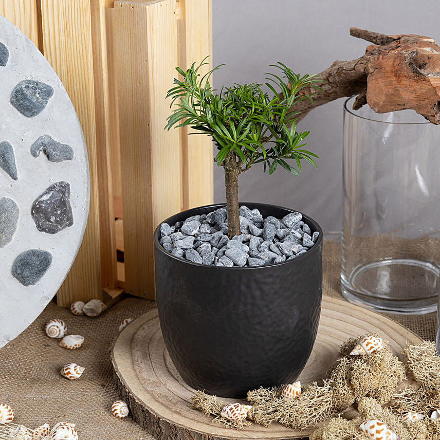 Pine Bonsai and Chocolates Combo Delivery in Singapore - FNP SG