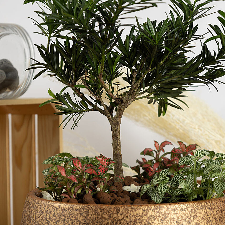 Pine Bonsai Dish Garden Delivery in Singapore - FNP SG