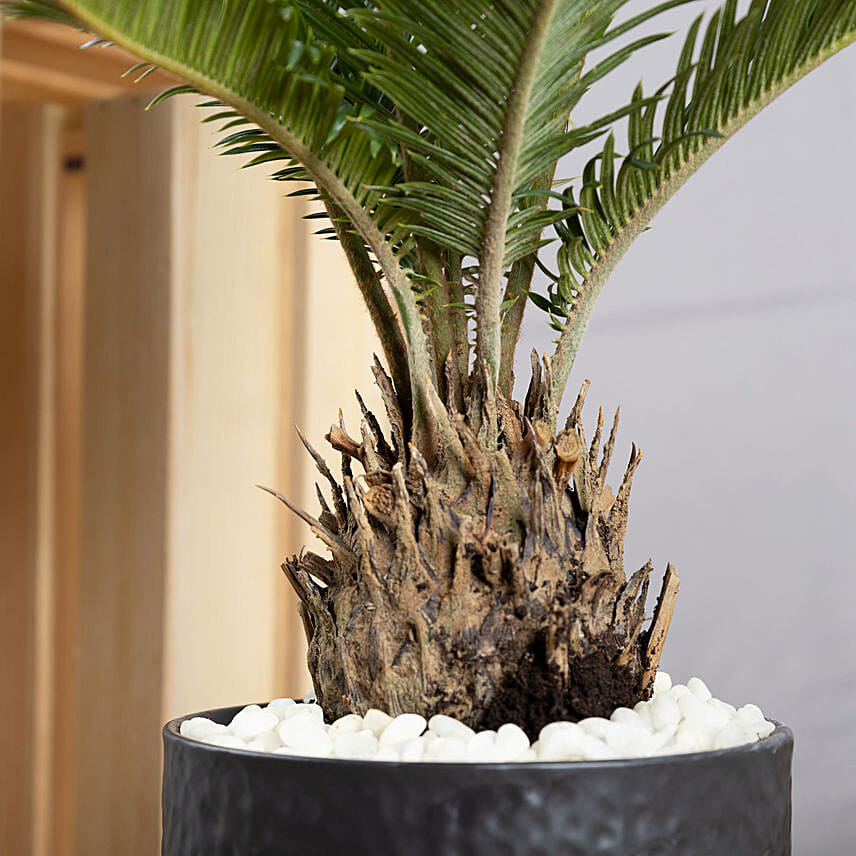 Sago Palm Plant in Black Pot Delivery in Singapore - FNP SG