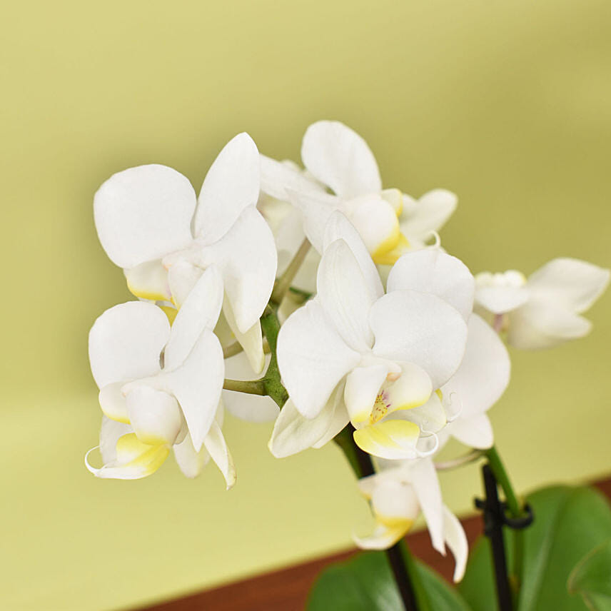White and Yellow Mini Orchid in Designer Base Delivery in Singapore ...
