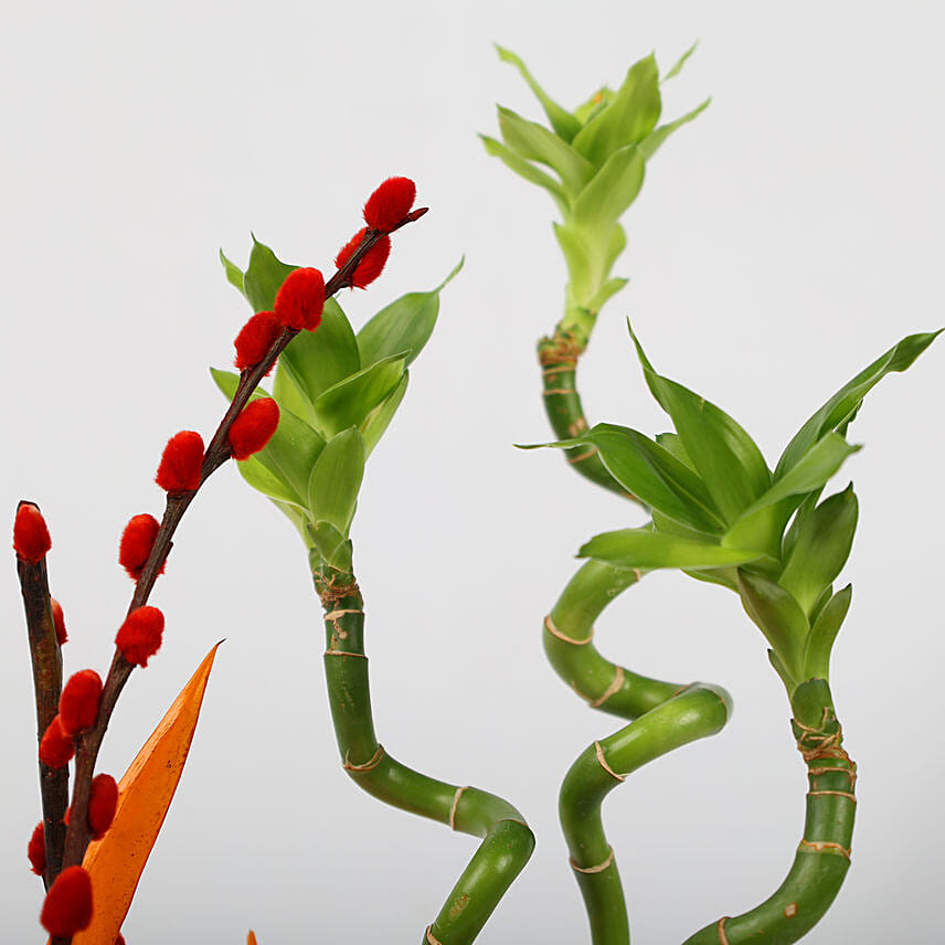 Da Ji Da Li Delivery in Singapore - FNP SG