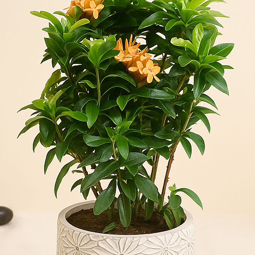 Beautiful Ixora Flower Plant In Ceramic Pot Delivery in Singapore - FNP SG