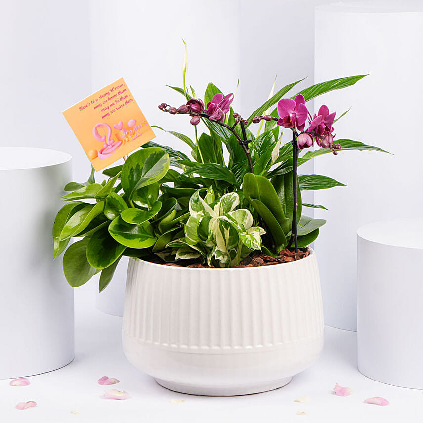 Plants Garden with Mini Orchid Plant Delivery in Singapore - FNP SG
