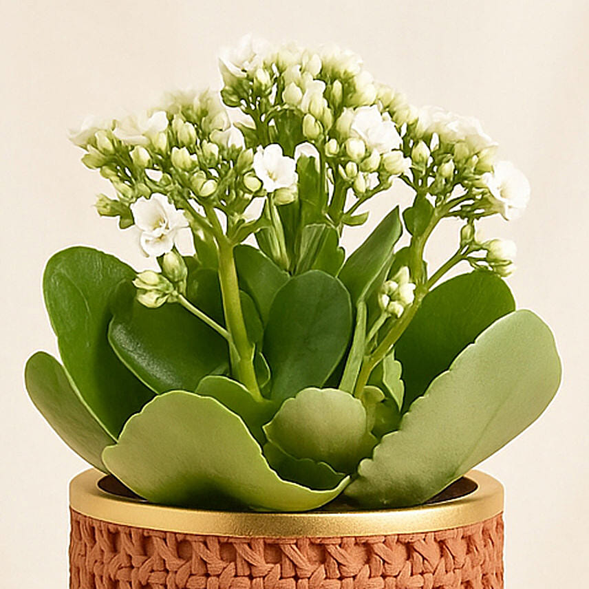White Kalanchoe In Ceramic Pot Delivery in Singapore - FNP SG