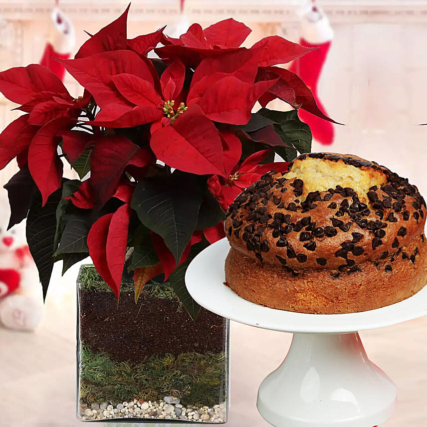 Poinsettia Plant with chocolate dry cake Delivery in Singapore - FNP SG