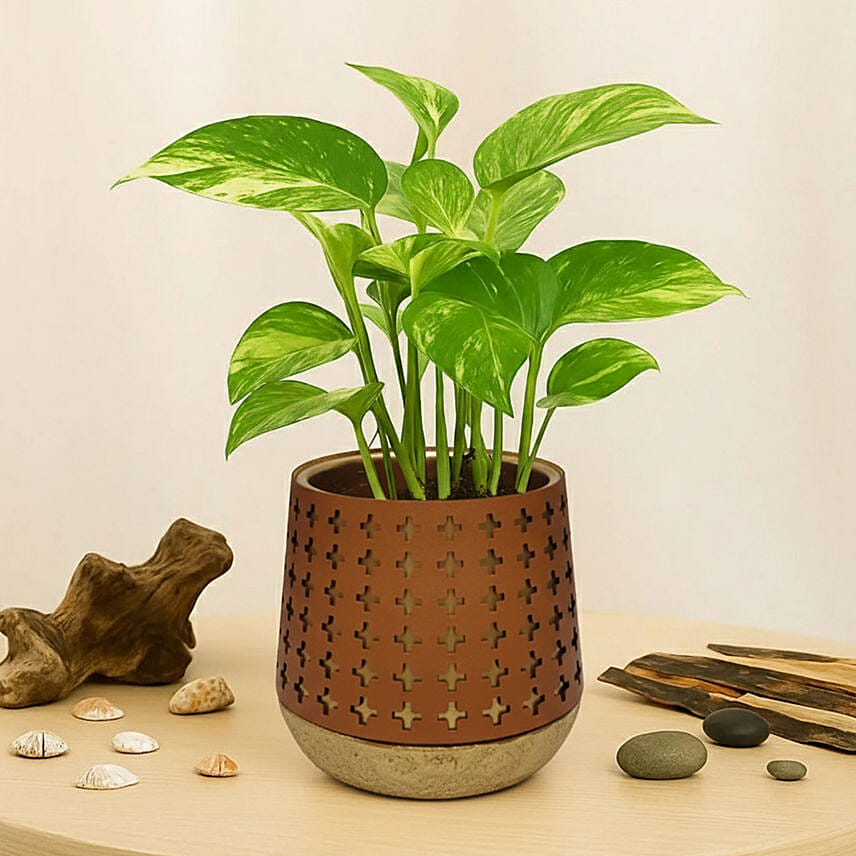 Money Plant in a Premium Pot Delivery in Singapore - FNP SG