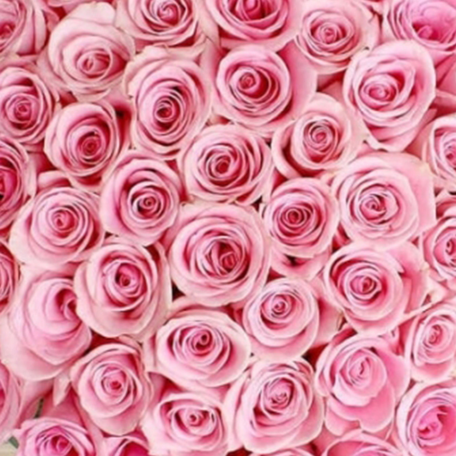 50 Pink Roses Delivery in Singapore - FNP SG