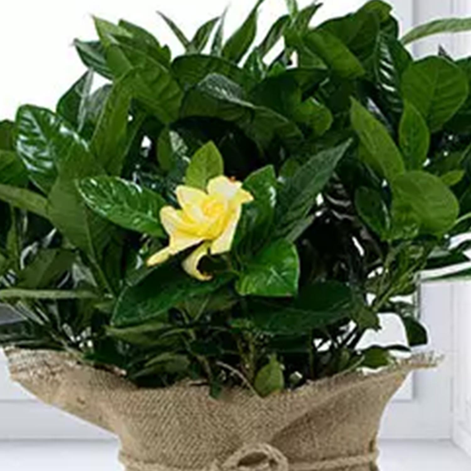 Online Gardenia Jasminoides with Jute Wrapped Pot Gift Delivery in SGP ...