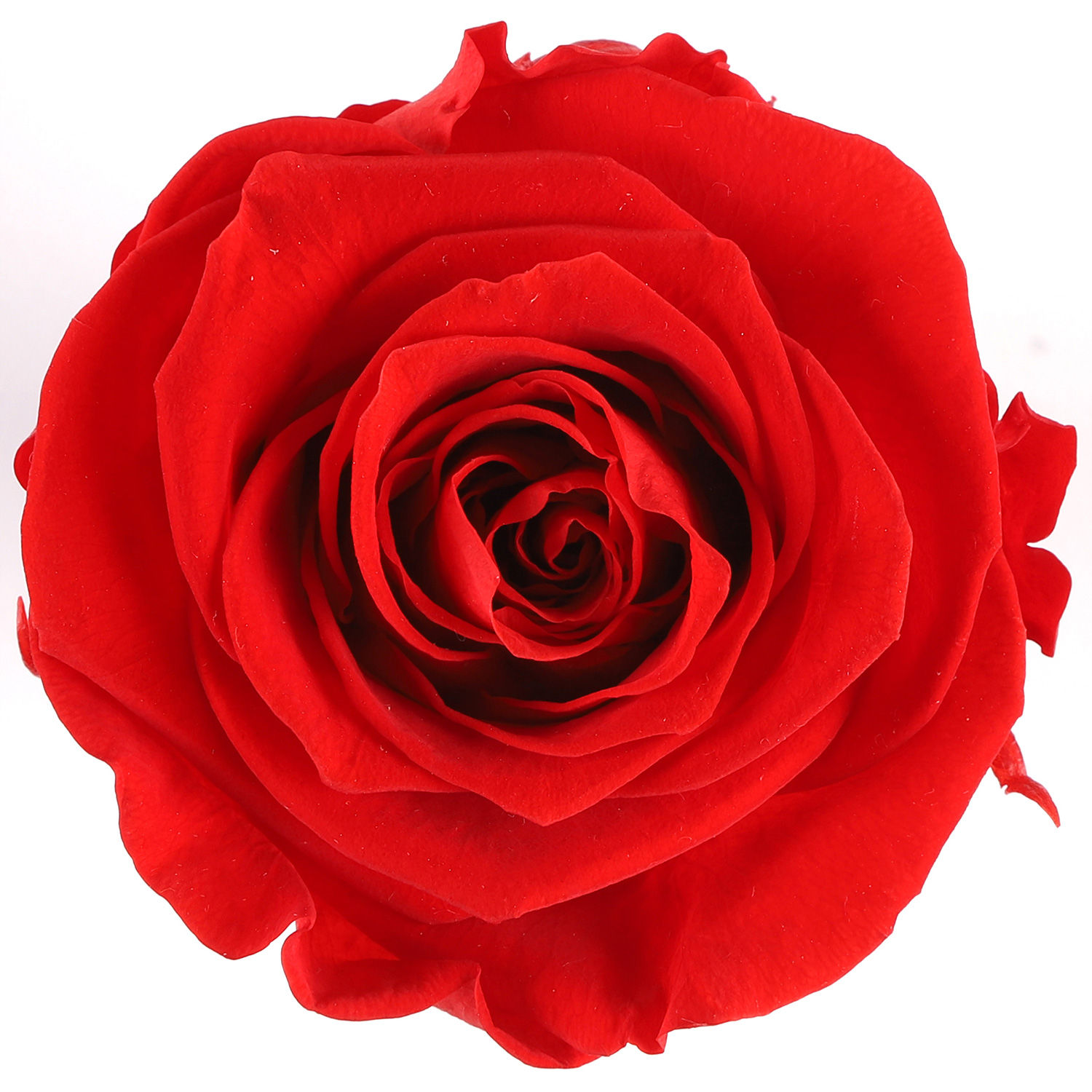 Red Forever Rose With Ferrero Rocher Delivery in Singapore - FNP SG