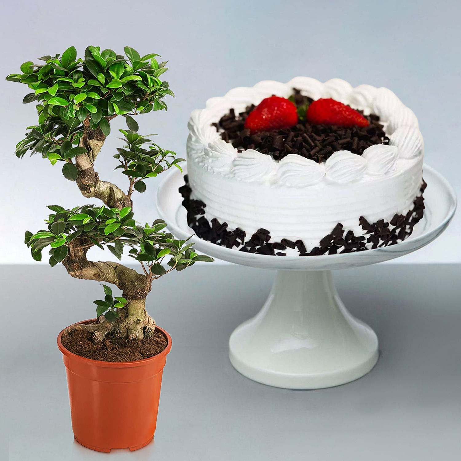 Black Forest Cake with Enchanting Bonsai Plant Delivery in Singapore ...