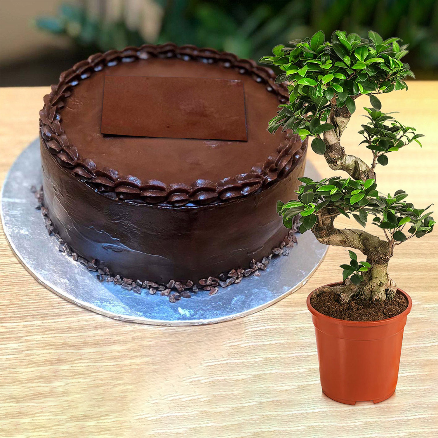 Ganache Cake with Enchanting Bonsai Plant Delivery in Singapore - FNP SG