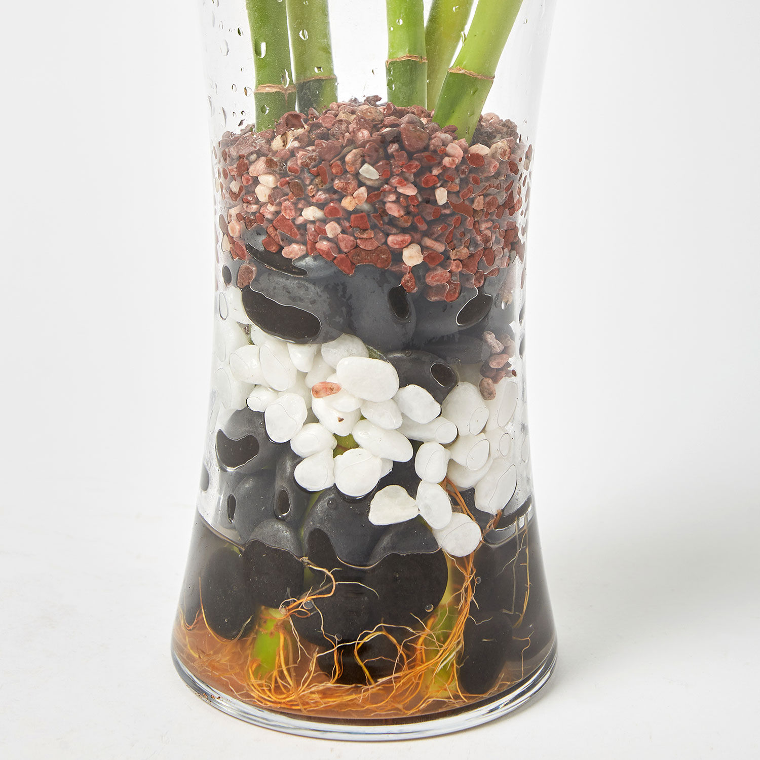 Spiral Shaped Lucky Bamboo Plant In Glass Vase Delivery in Singapore ...
