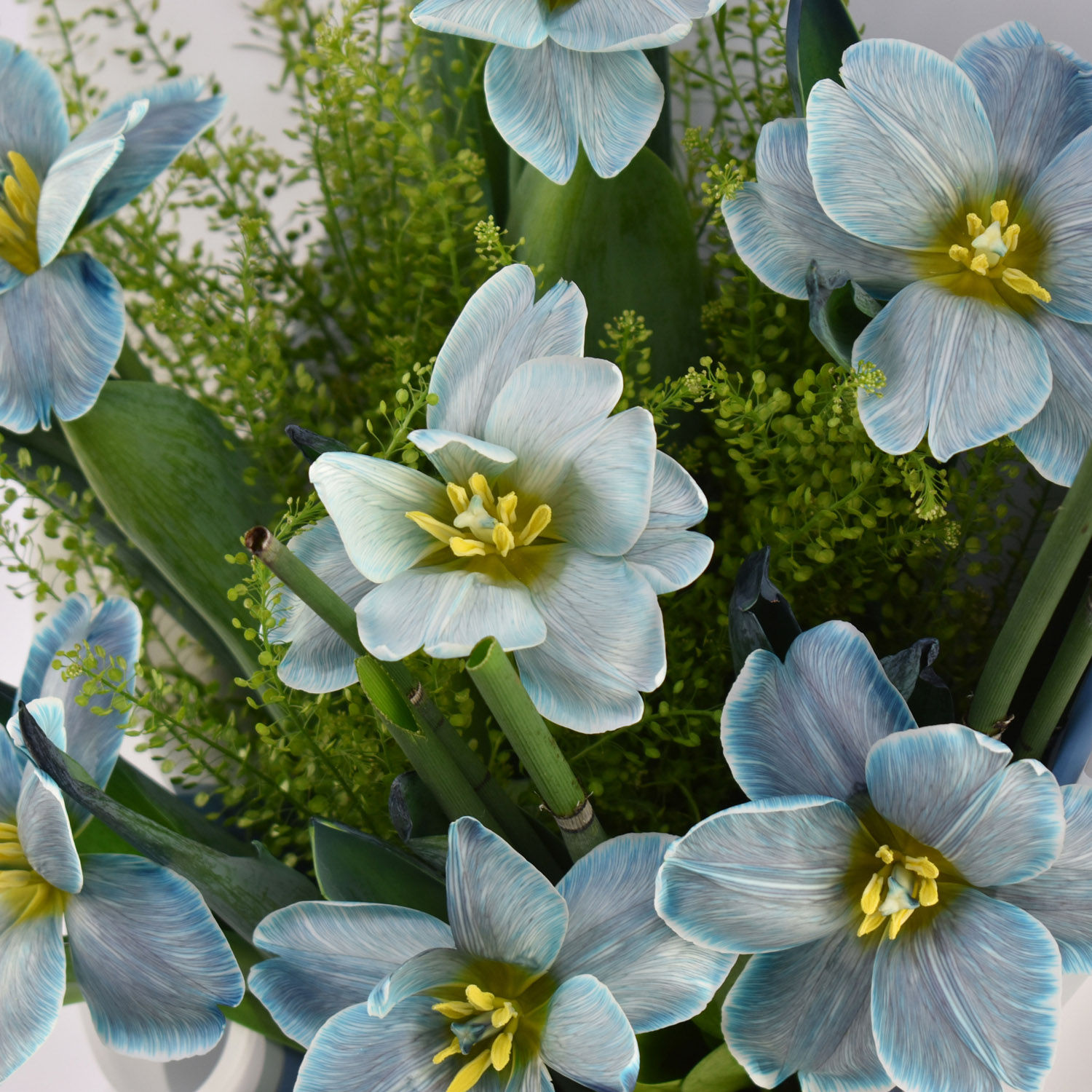 Beautiful Blue Tulips Bouquet Delivery in Singapore - FNP SG